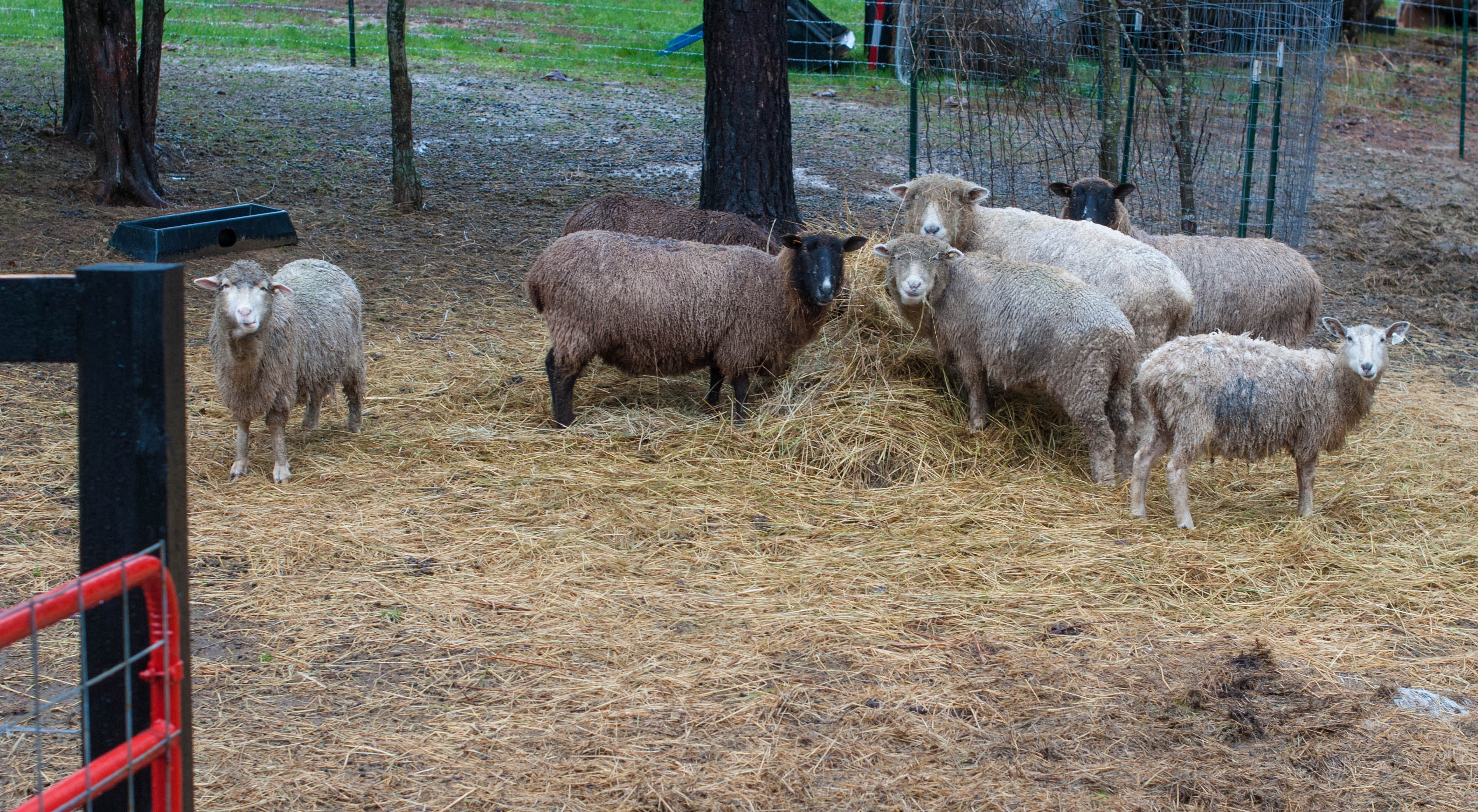 Wallowing | Merry Magpie Farm