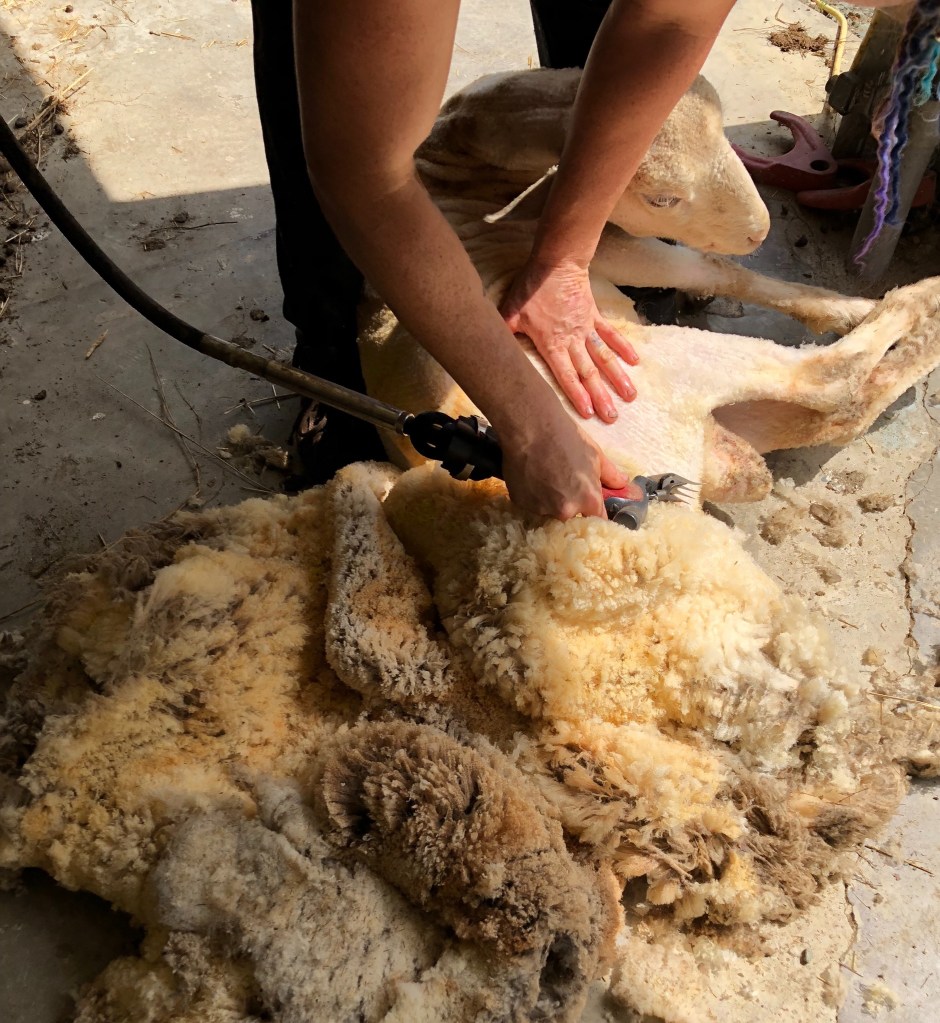 Merry Magpie Farm | Adventures in Mini Farming | Page 2